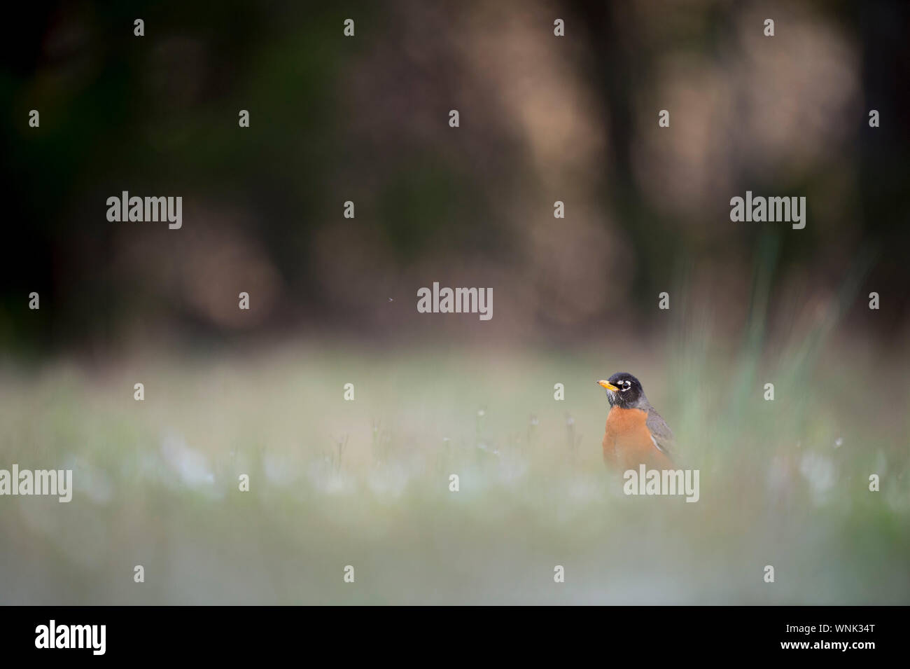 An American Robin peeks out behind tall grass with a dark background ...