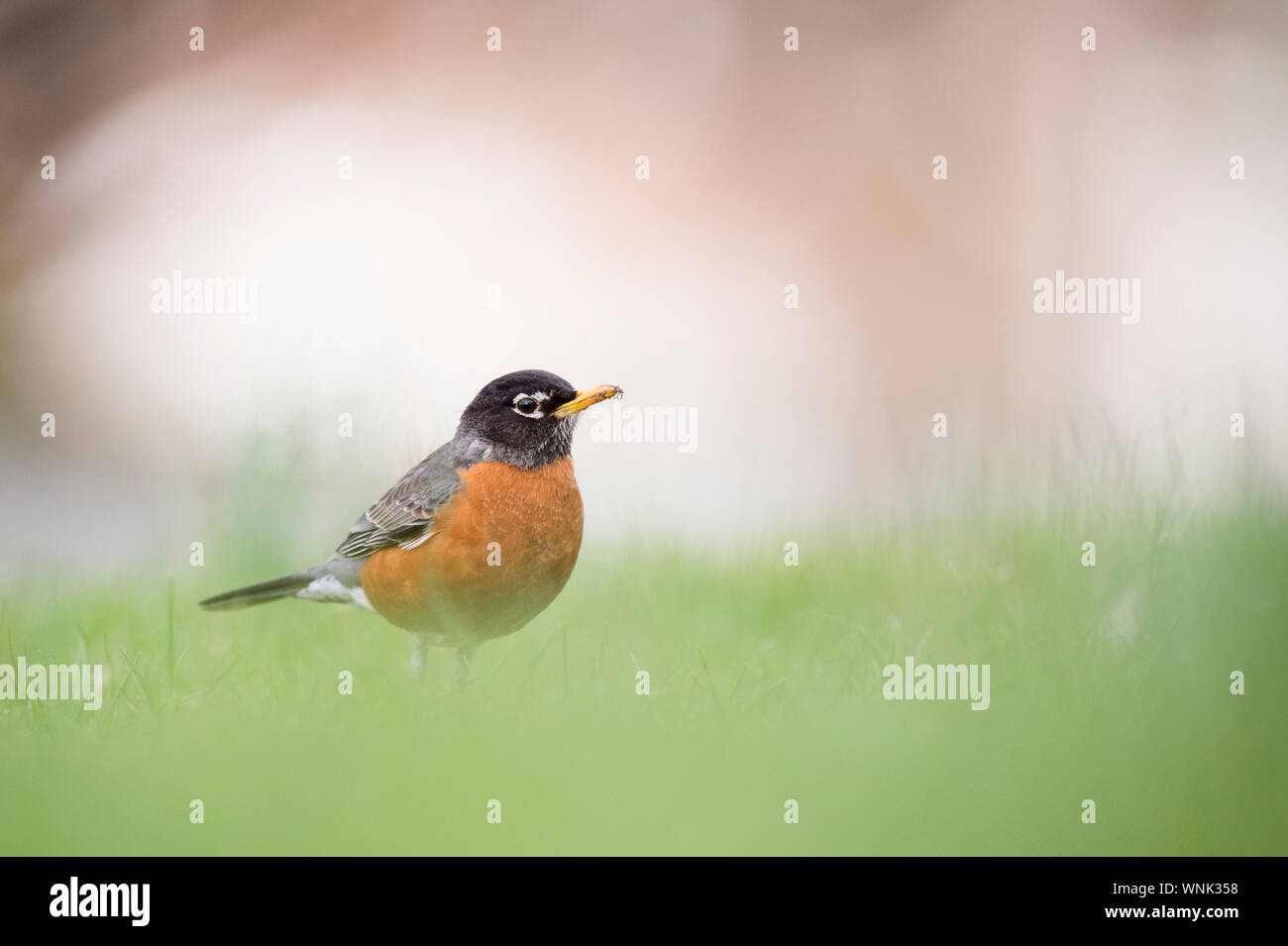 An American Robin stands in bright green grass with a light white ...