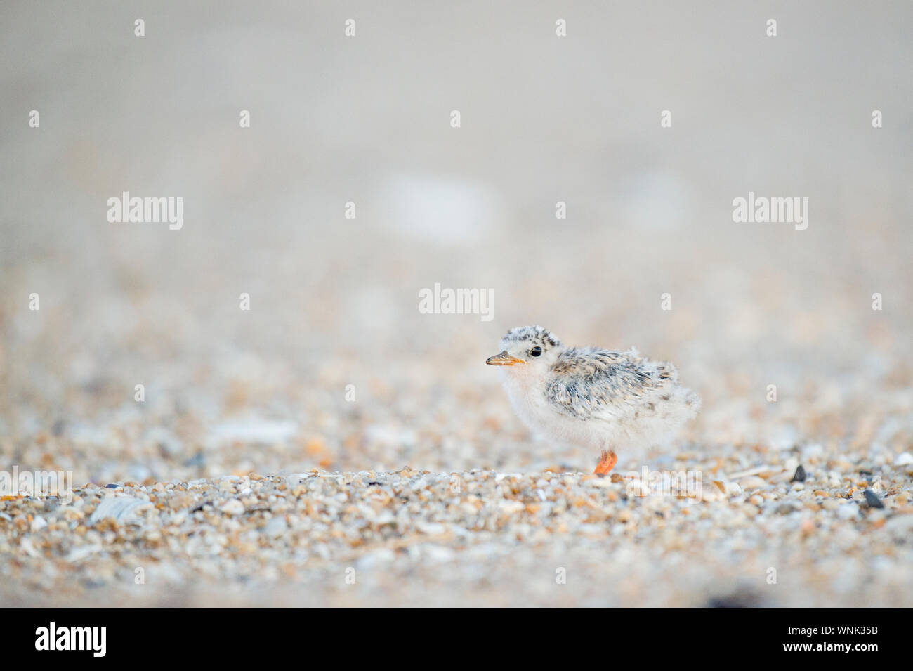 A small and cute baby Common Tern chick stands on the pebbly beach and ...