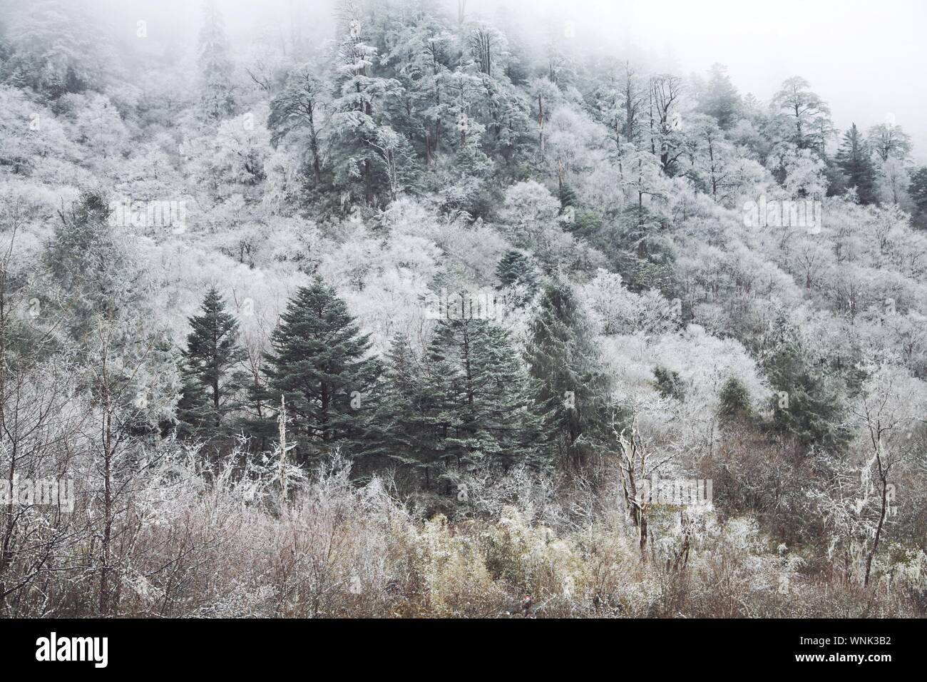 Evergreen Trees Snow Close Up High Resolution Stock Photography and ...
