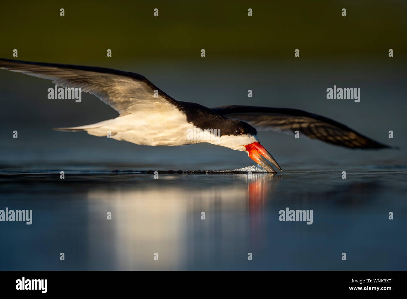 A Black Skimmer close-up as its skims the surface of the water trying ...