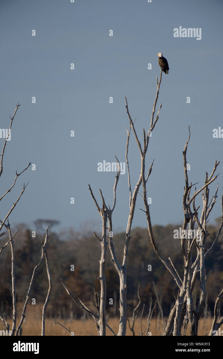 An adult Bald Eagle perched on the top of a dead tree in the sun with a ...