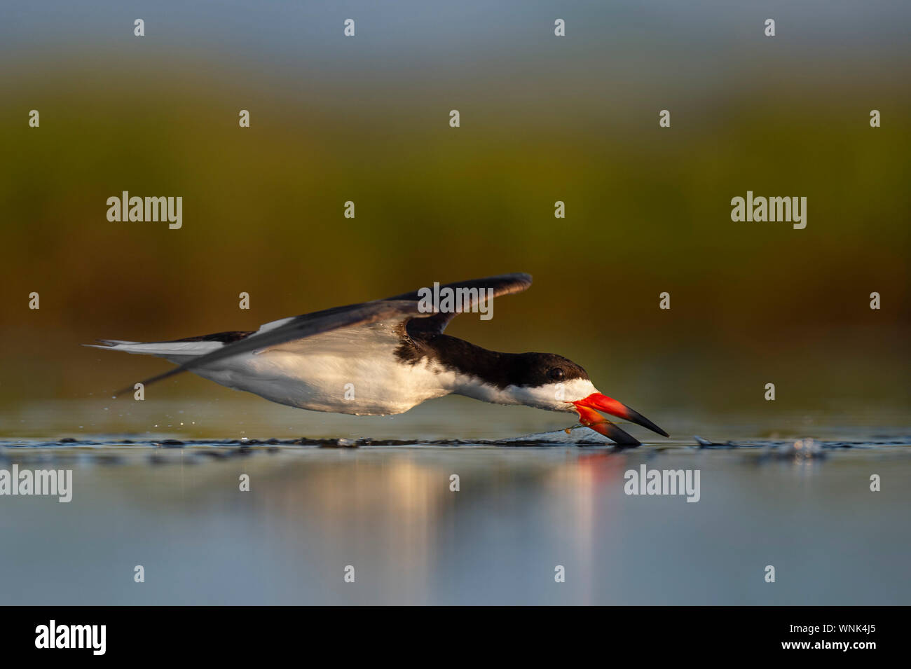 A Black Skimmer skims the surface of the water for fish in the early ...