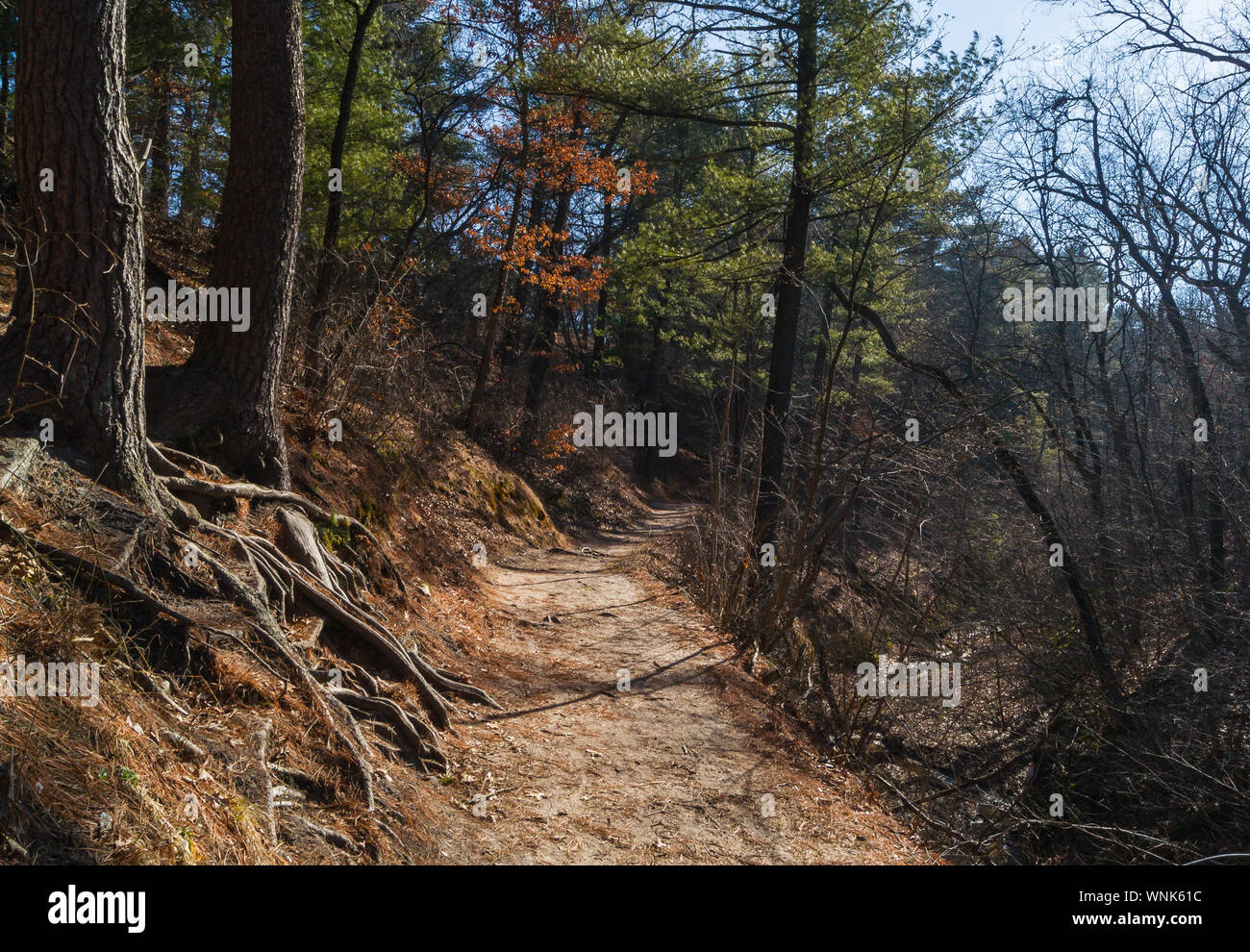 Tree lined walkway hi-res stock photography and images - Alamy