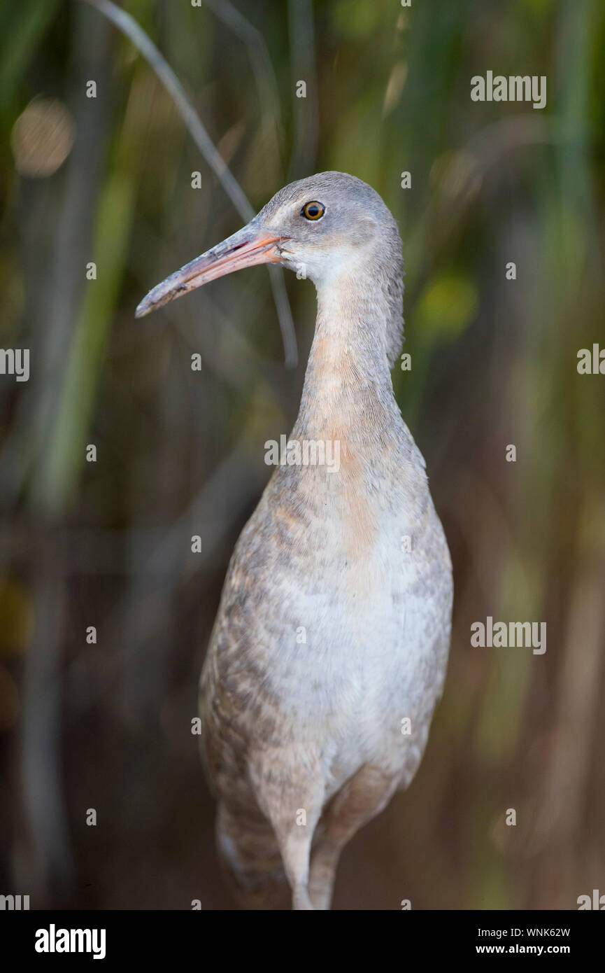 A close-up portrait of a Clapper Rail with a green marsh grass ...