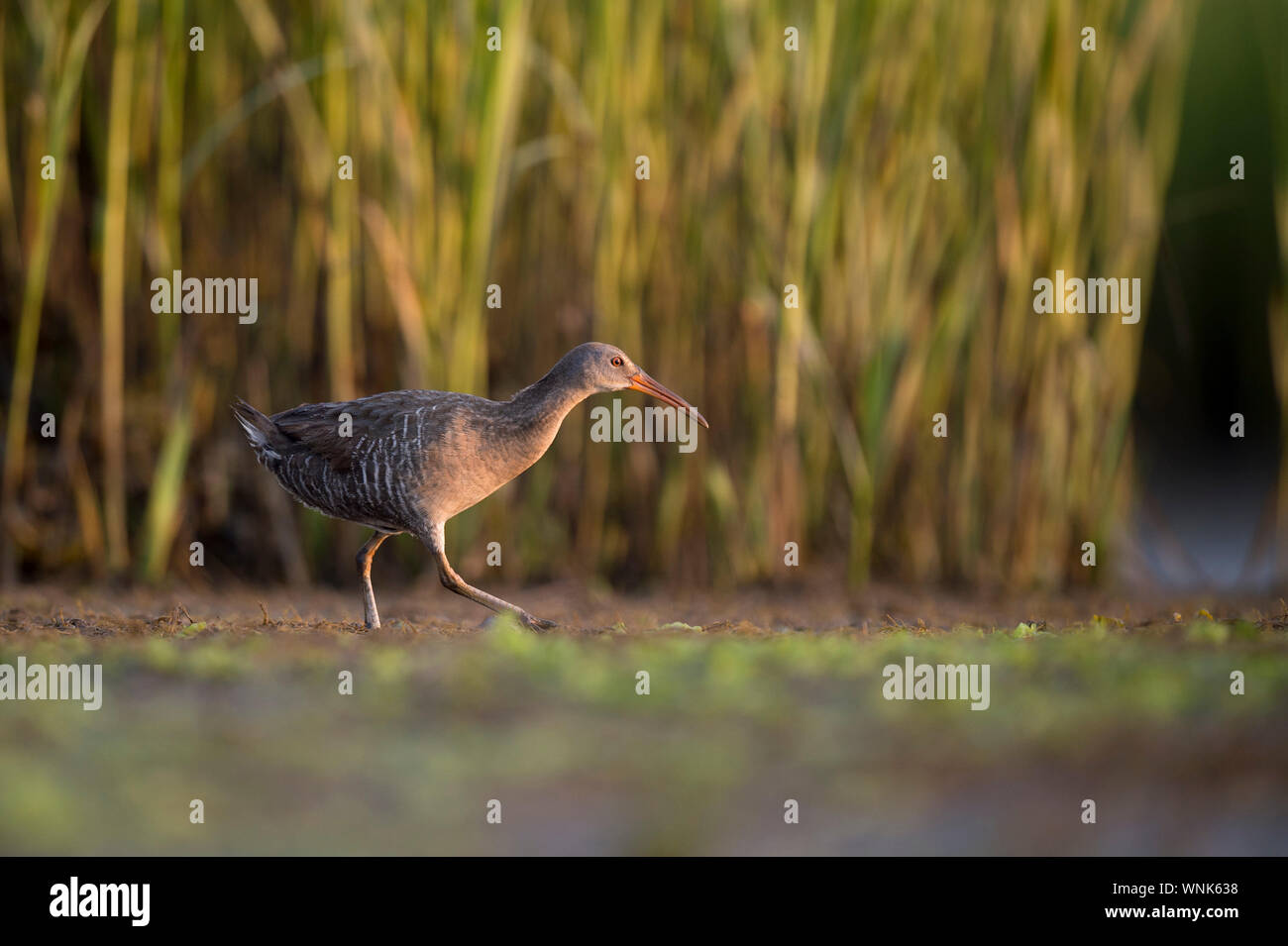 A Clapper Rail walks in the open marsh in the early morning sunlight ...