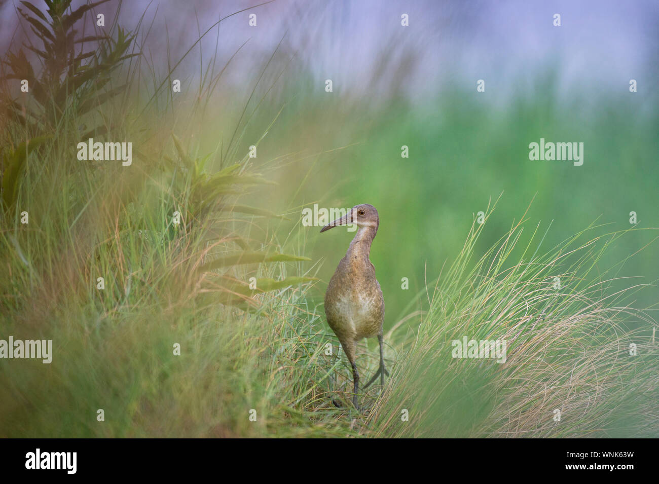A Clappr Rail stands in an opening in the tall soft green grasses of ...