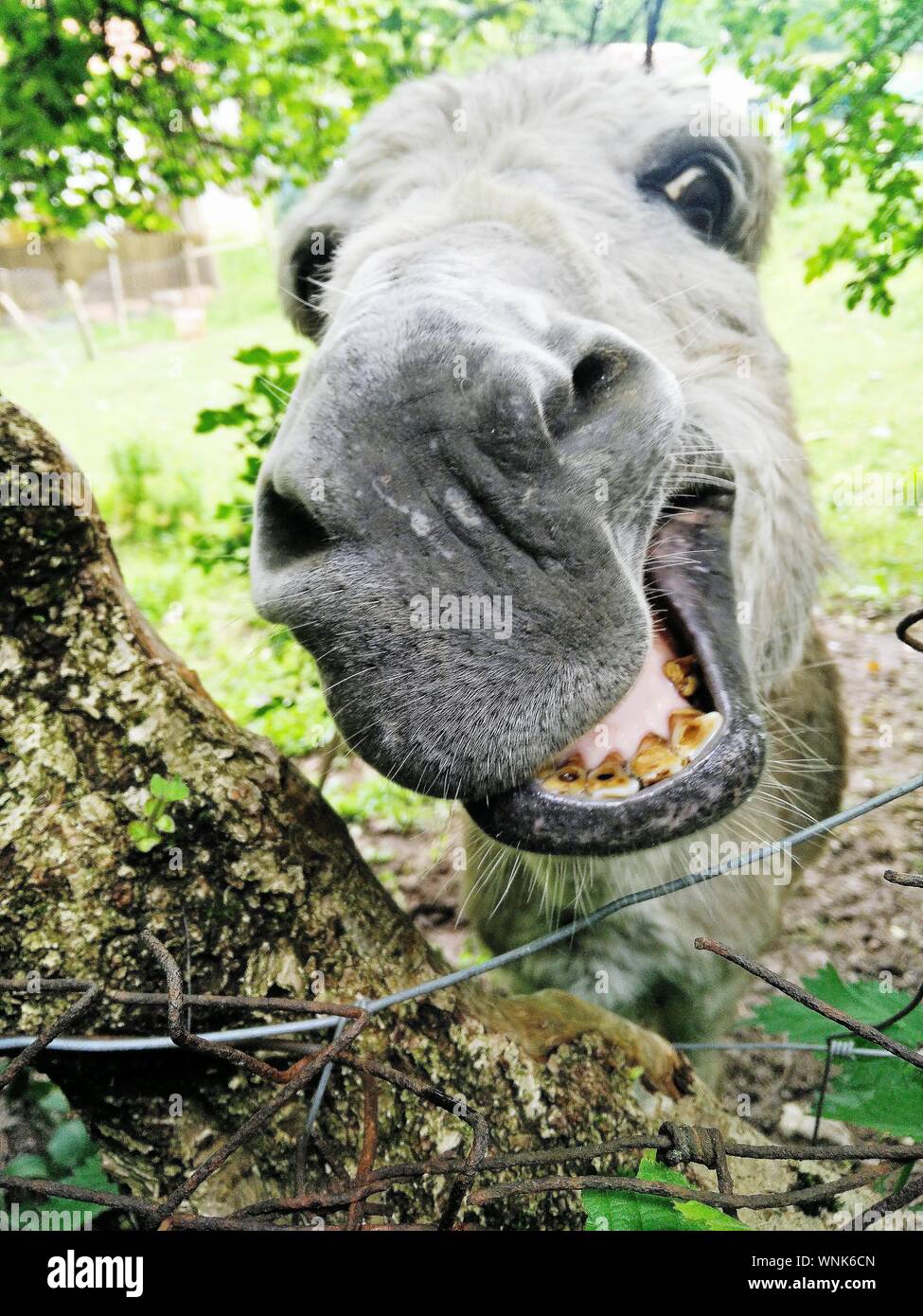 Donkey mouth open hi-res stock photography and images - Alamy