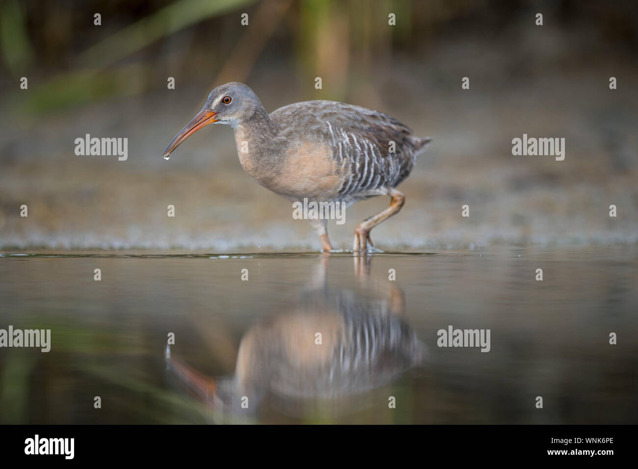 A Clapper Rail wades in shallow water with its reflection in the muddy ...