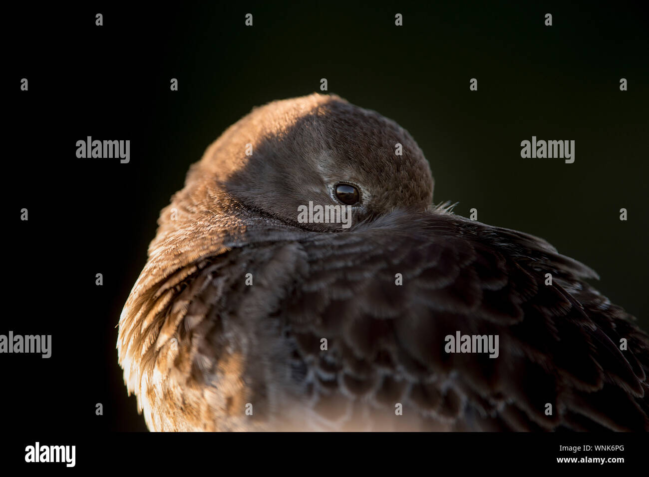 Purple Sandpiper resting with its beak tucked in its back feathers with ...
