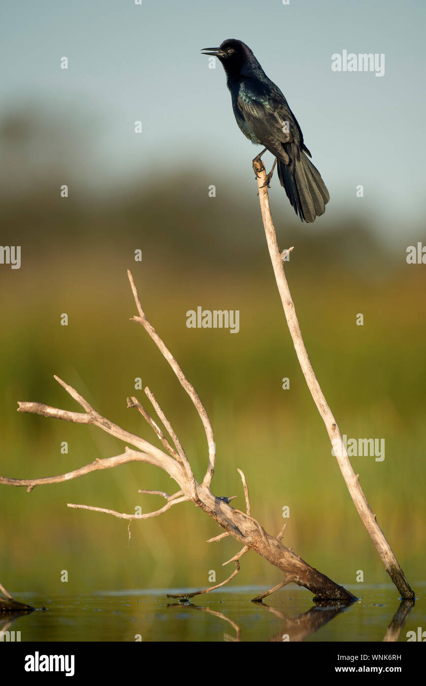 A Common Grackle perched on a dead branch in the bright morning sun ...
