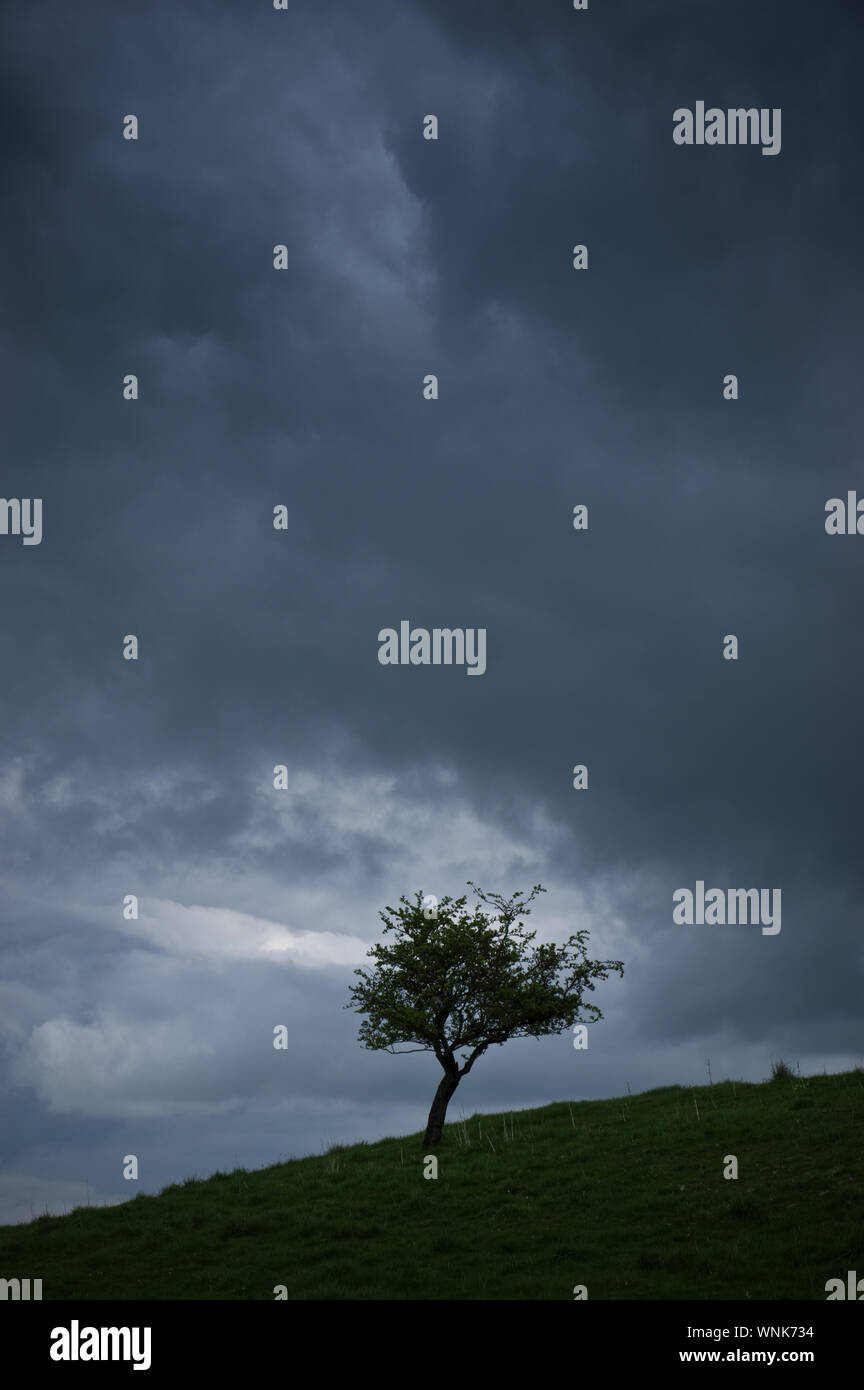 A single lone tree stands on a hill against a dramatic dark moody sky ...