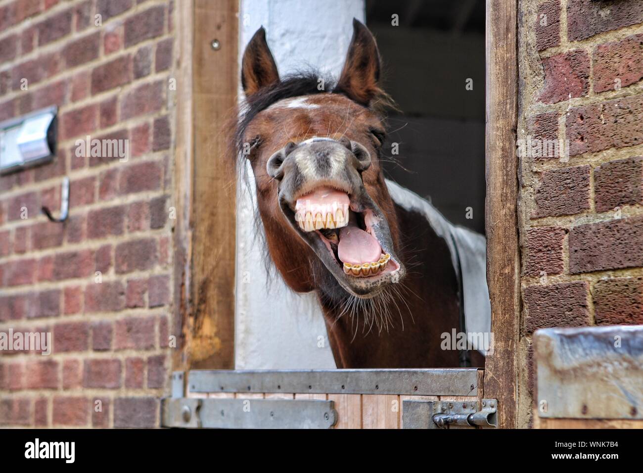 Horse neighing hi-res stock photography and images - Alamy