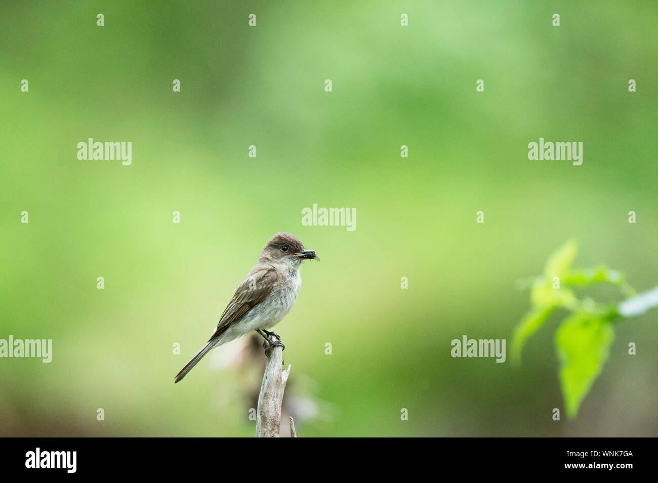 Eastern Phoebe perched on a branch with a fly in its beak and a smooth ...