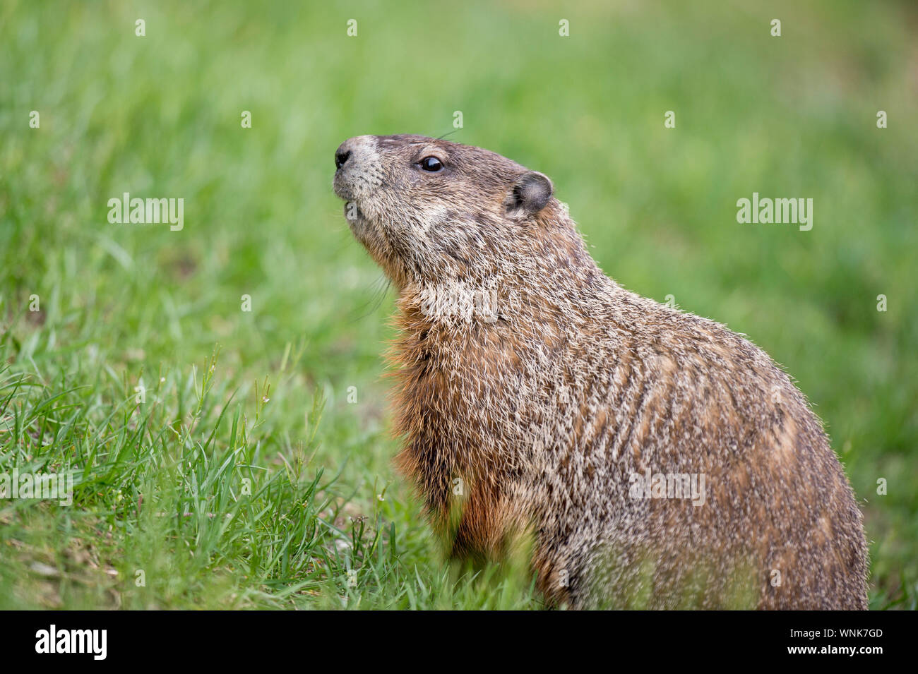 Curious pose hi-res stock photography and images - Alamy