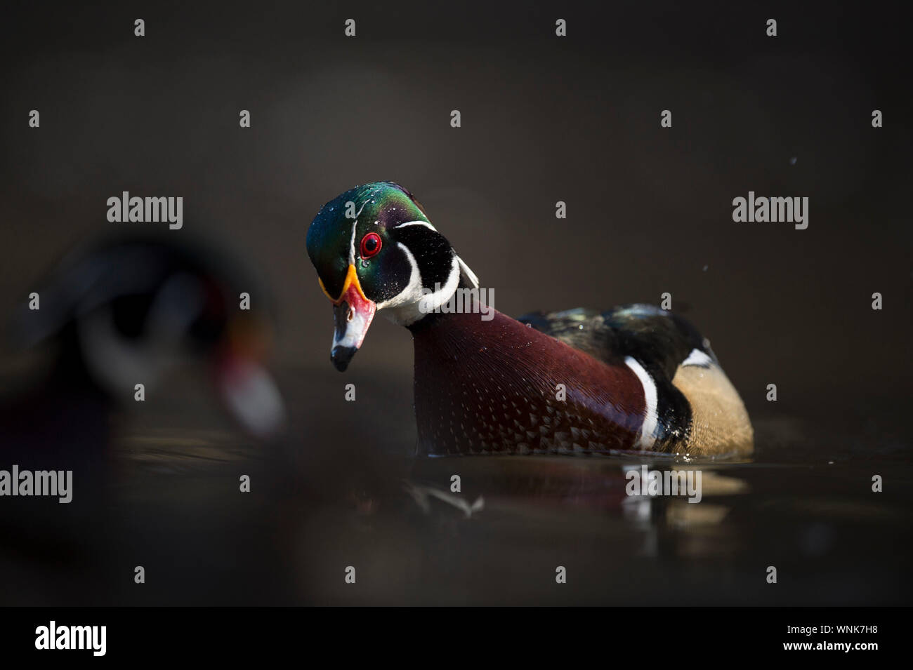 A male Wood Duck leans out to look into the water in the bright sun ...