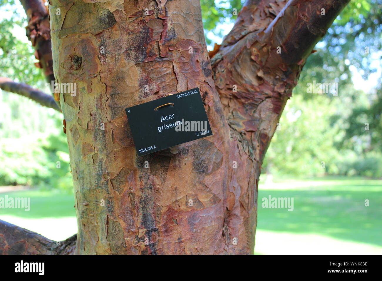 Tree text hi-res stock photography and images - Alamy