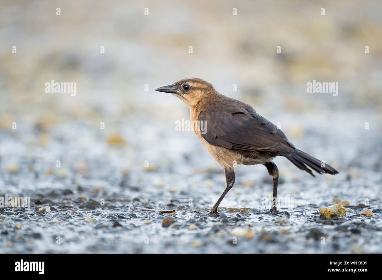 Female common grackle hi-res stock photography and images - Alamy