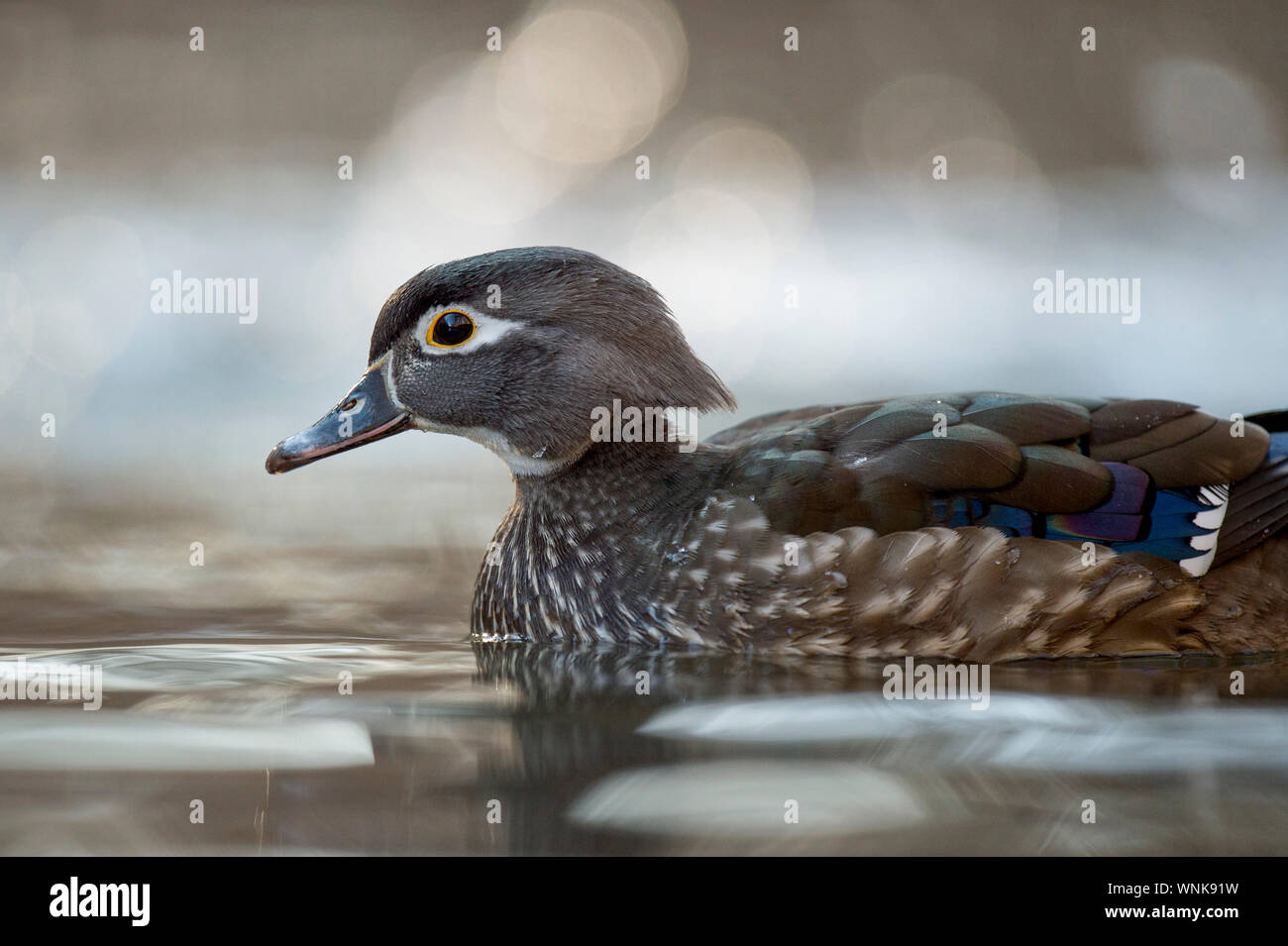 Hen Wood Duck Hi Res Stock Photography And Images Alamy