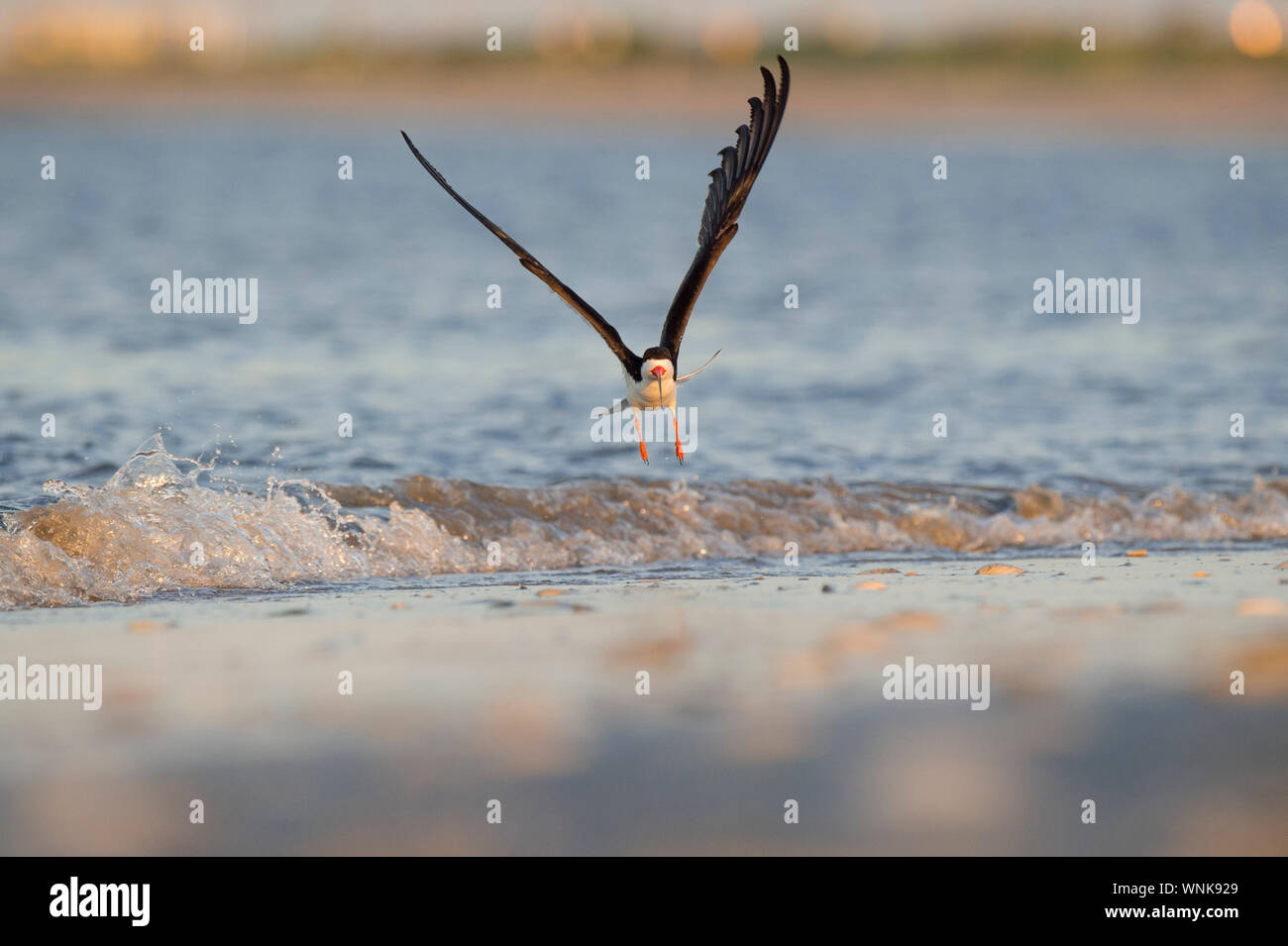 A Black Skimmer flies over the water with its wings spread in the ...