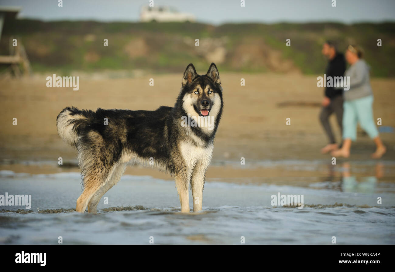 Siberian husky on beach hi-res stock photography and images - Alamy
