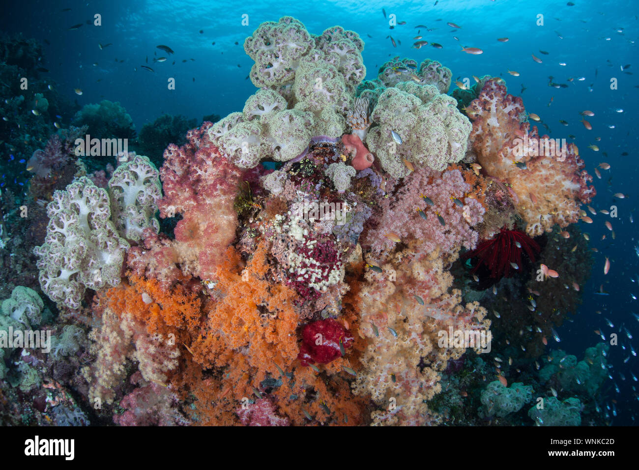 An amazing set of beautiful soft corals and colorful fish thrive on a ...