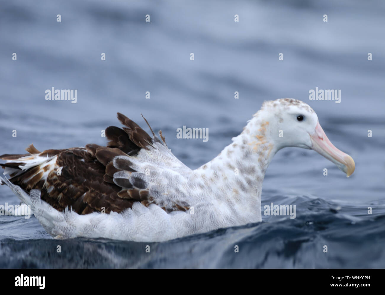 Diomedea exulans australia hi-res stock photography and images - Alamy