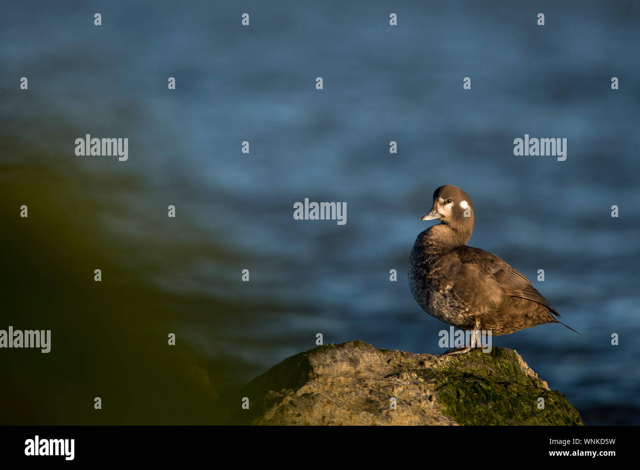 A female Harlequin Duck perched on a jetty rock covered in green ...