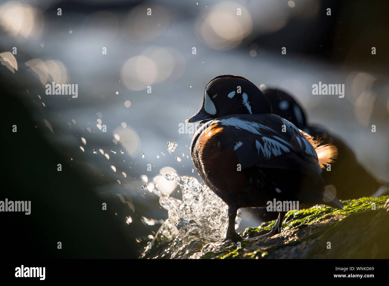 There splash around hi-res stock photography and images - Alamy