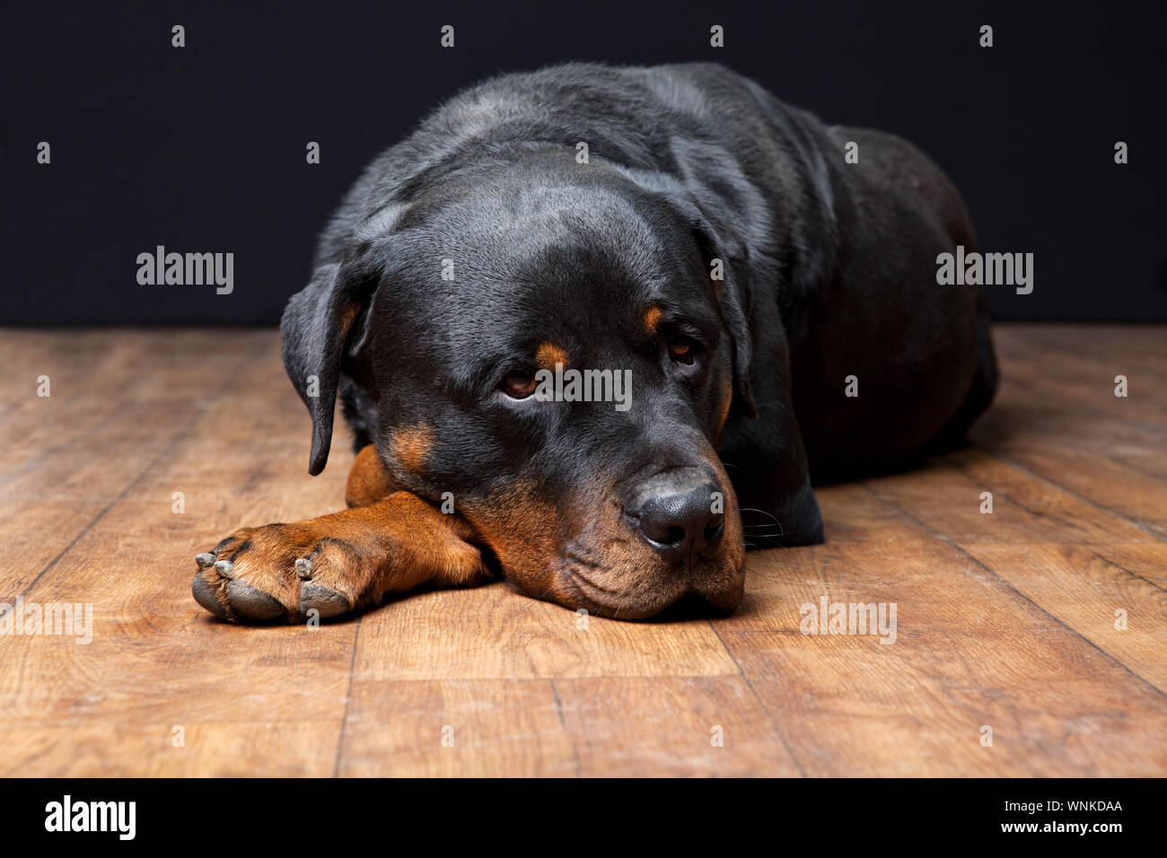Rottweiler lying down hi-res stock photography and images - Alamy