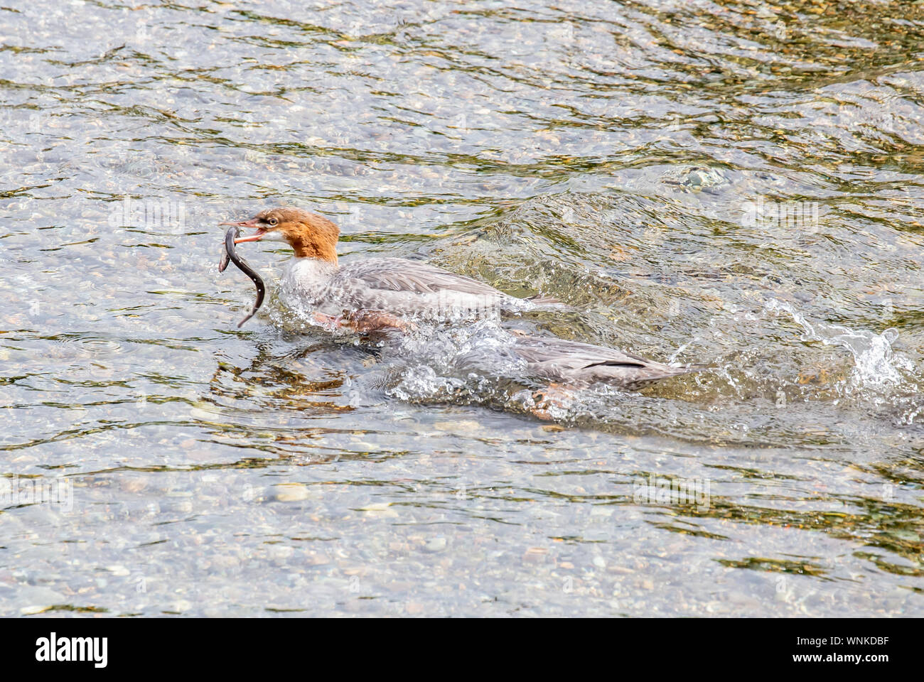 Fish eating duck hi-res stock photography and images - Alamy