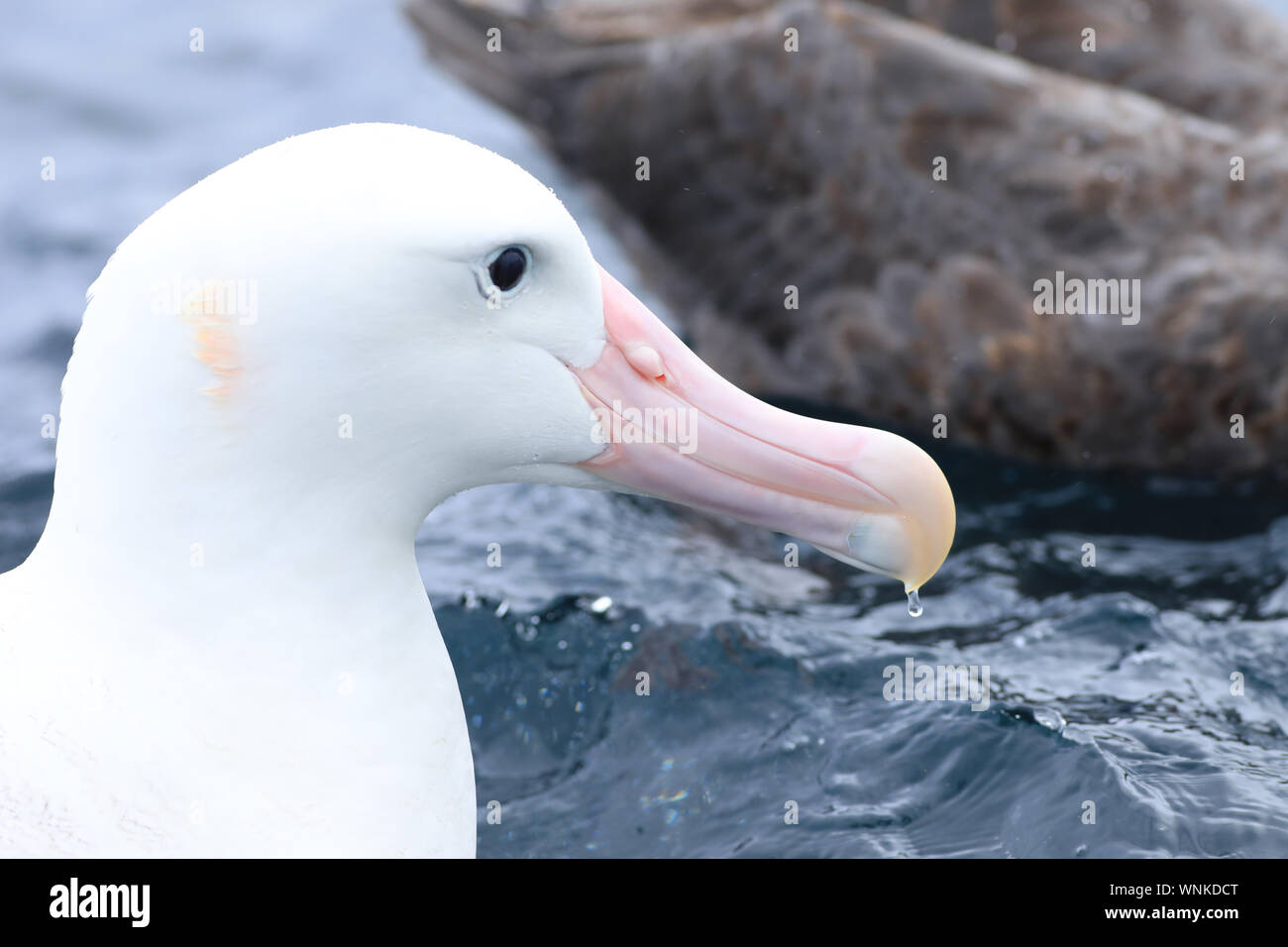 Diomedea exulans australia hi-res stock photography and images - Alamy