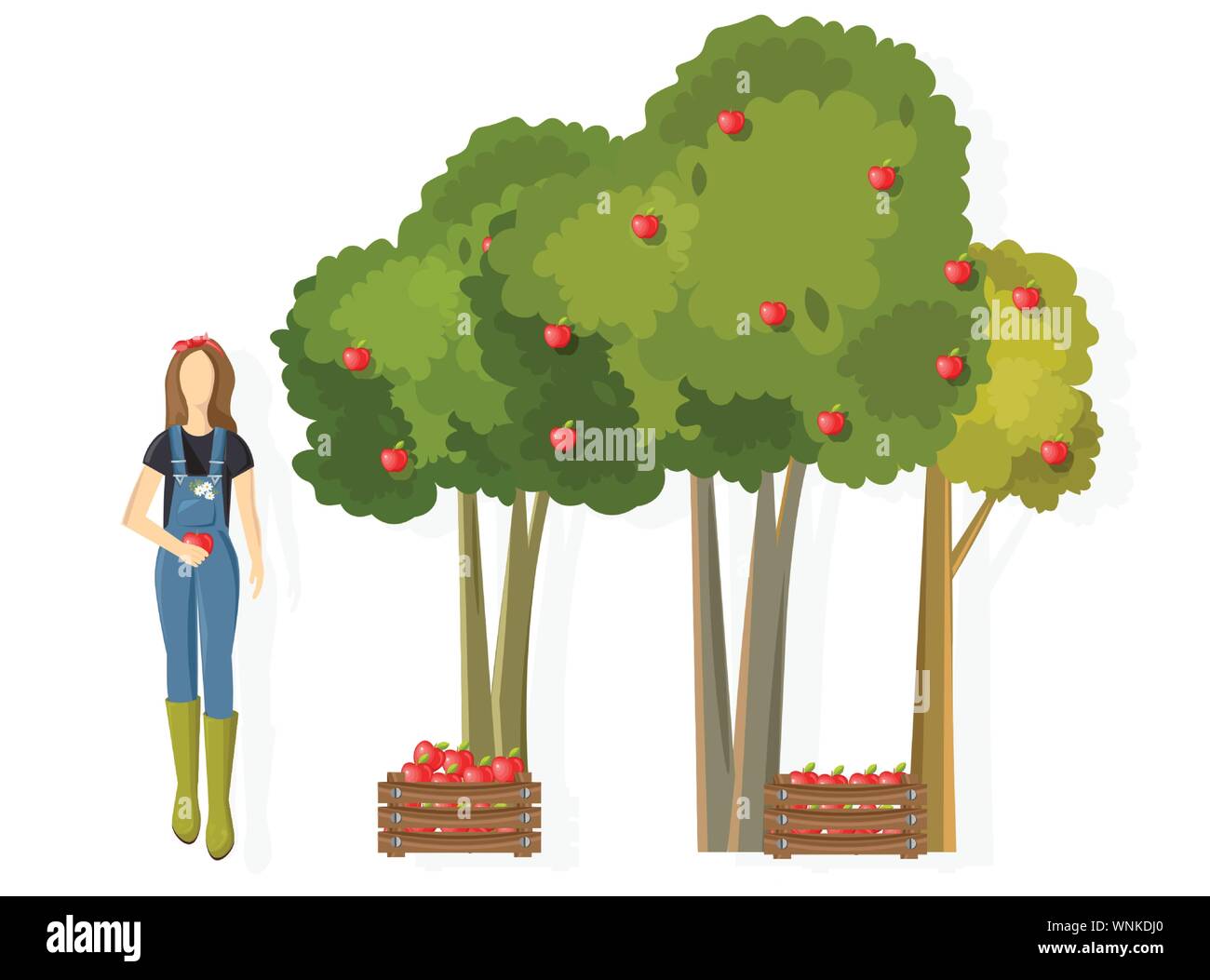 Woman farmer collecting apple harvest Vector. Fall season template ...