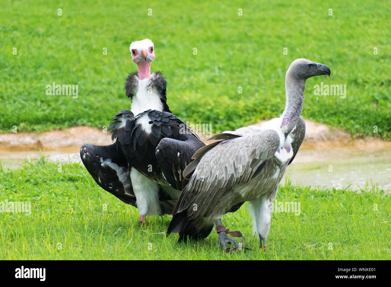 African white back vulture hi-res stock photography and images - Alamy