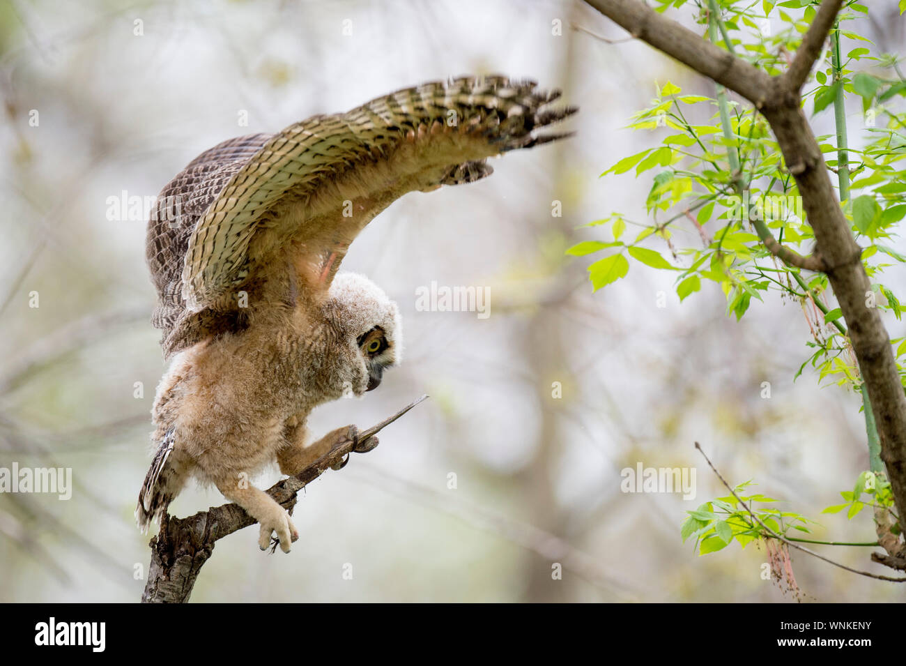 A fledgeling Great-horned Owl flaps and tests its wings at the top of a ...