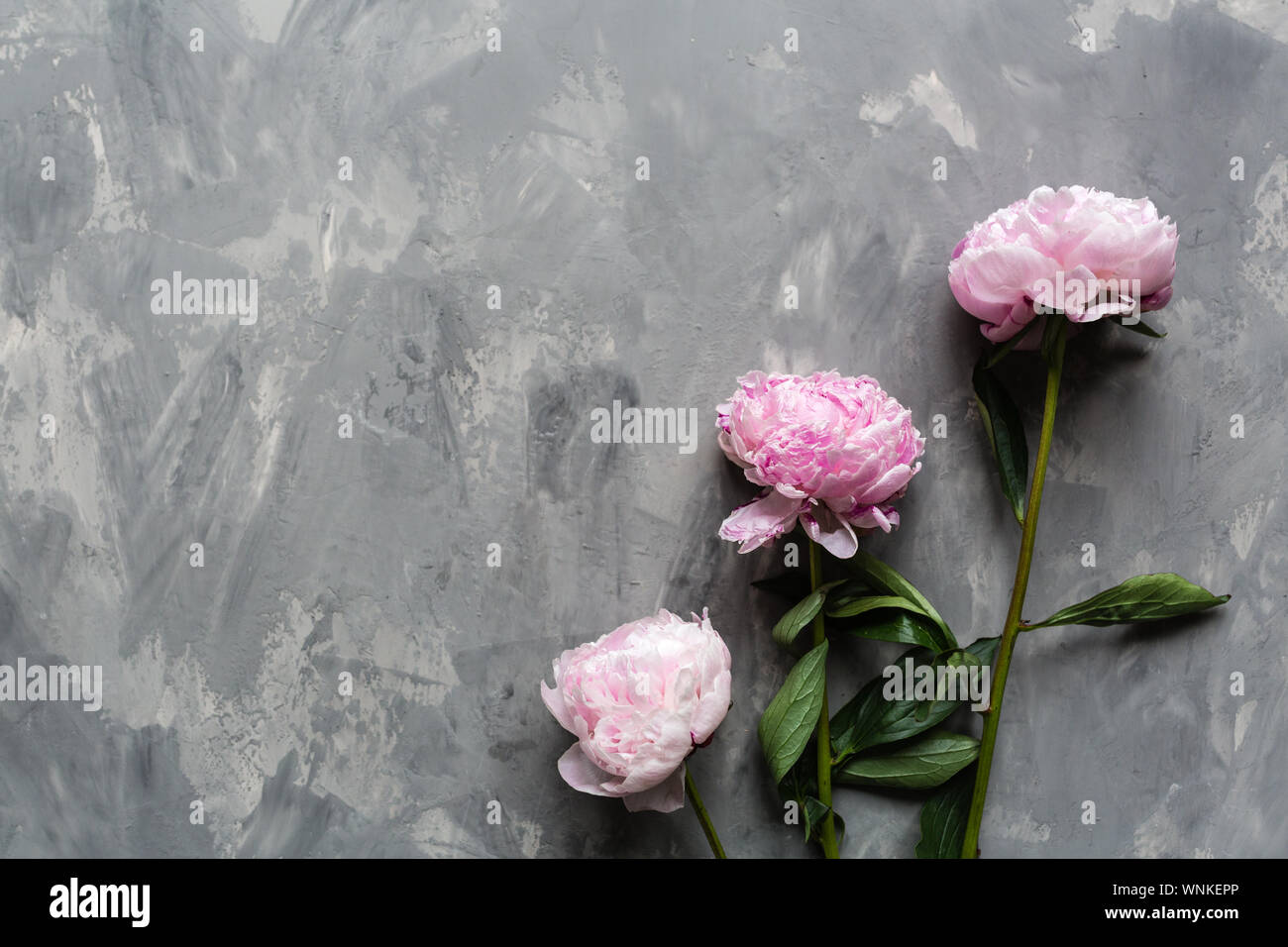 Beautiful pink peony flowers on gray concrete background, copy space ...