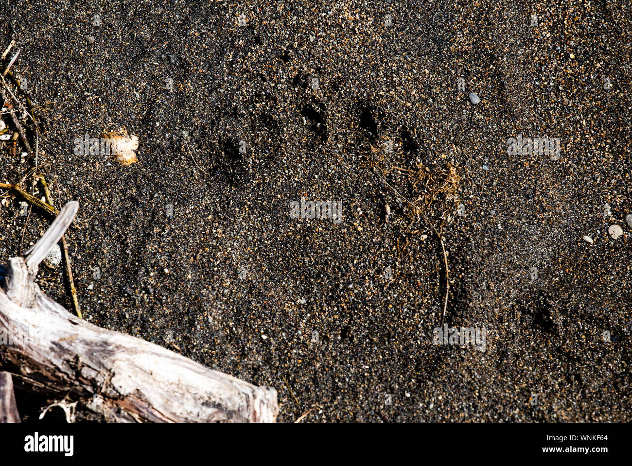 Bear paw footprint in the sand Stock Photo - Alamy
