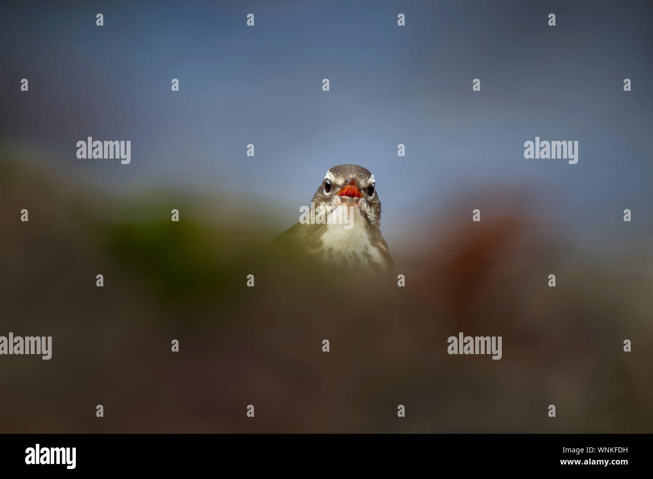 Beek open hi-res stock photography and images - Alamy