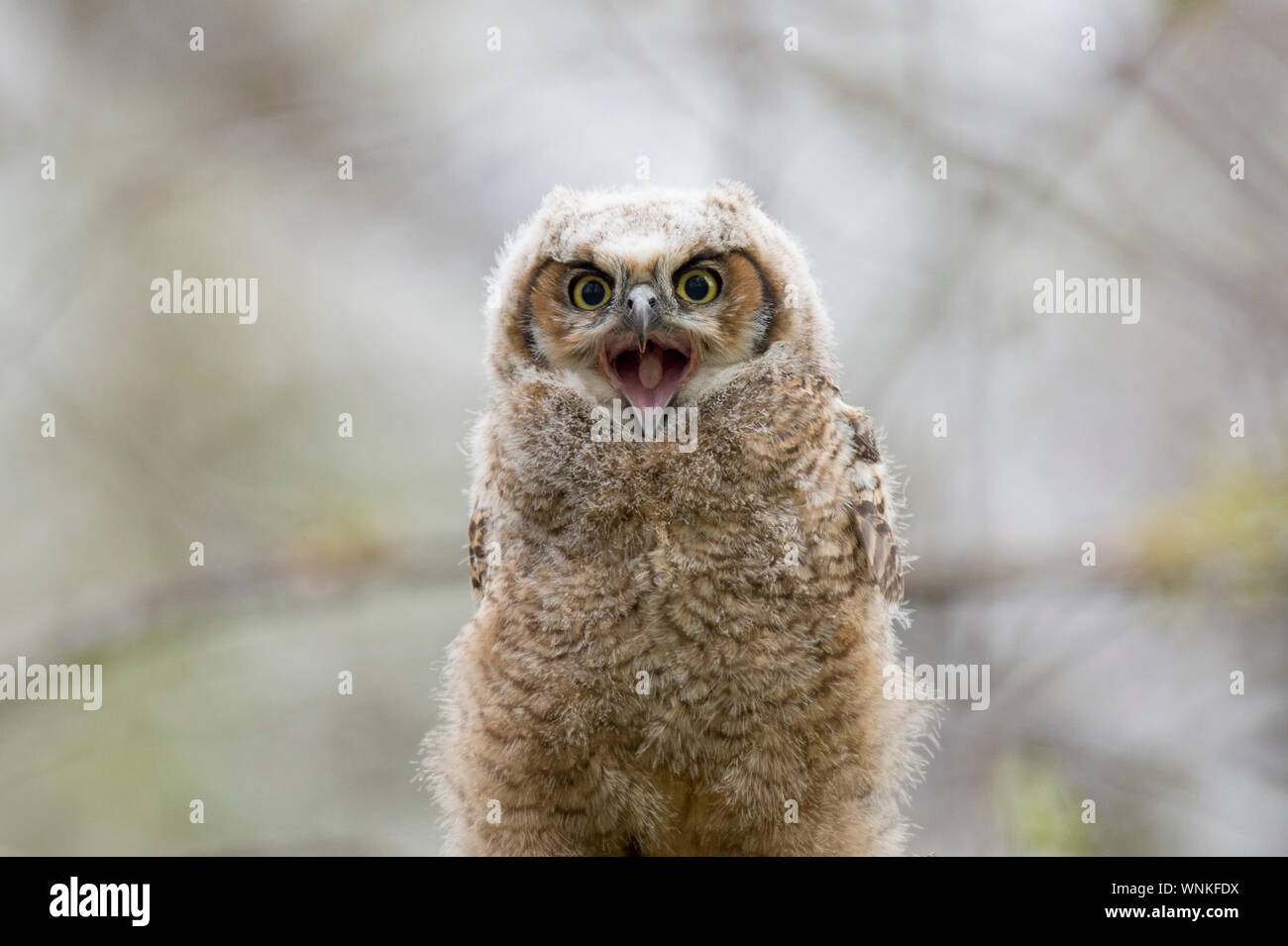 A close portrait of a Great-horned Owlet calling out loudly witih a ...