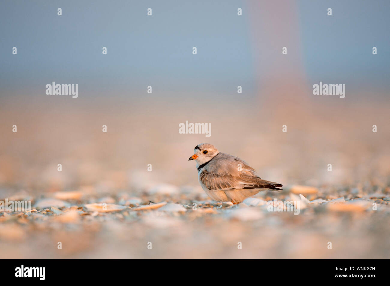 A Piping Plover stands on a sandy beach in the sunlight with a smooth ...