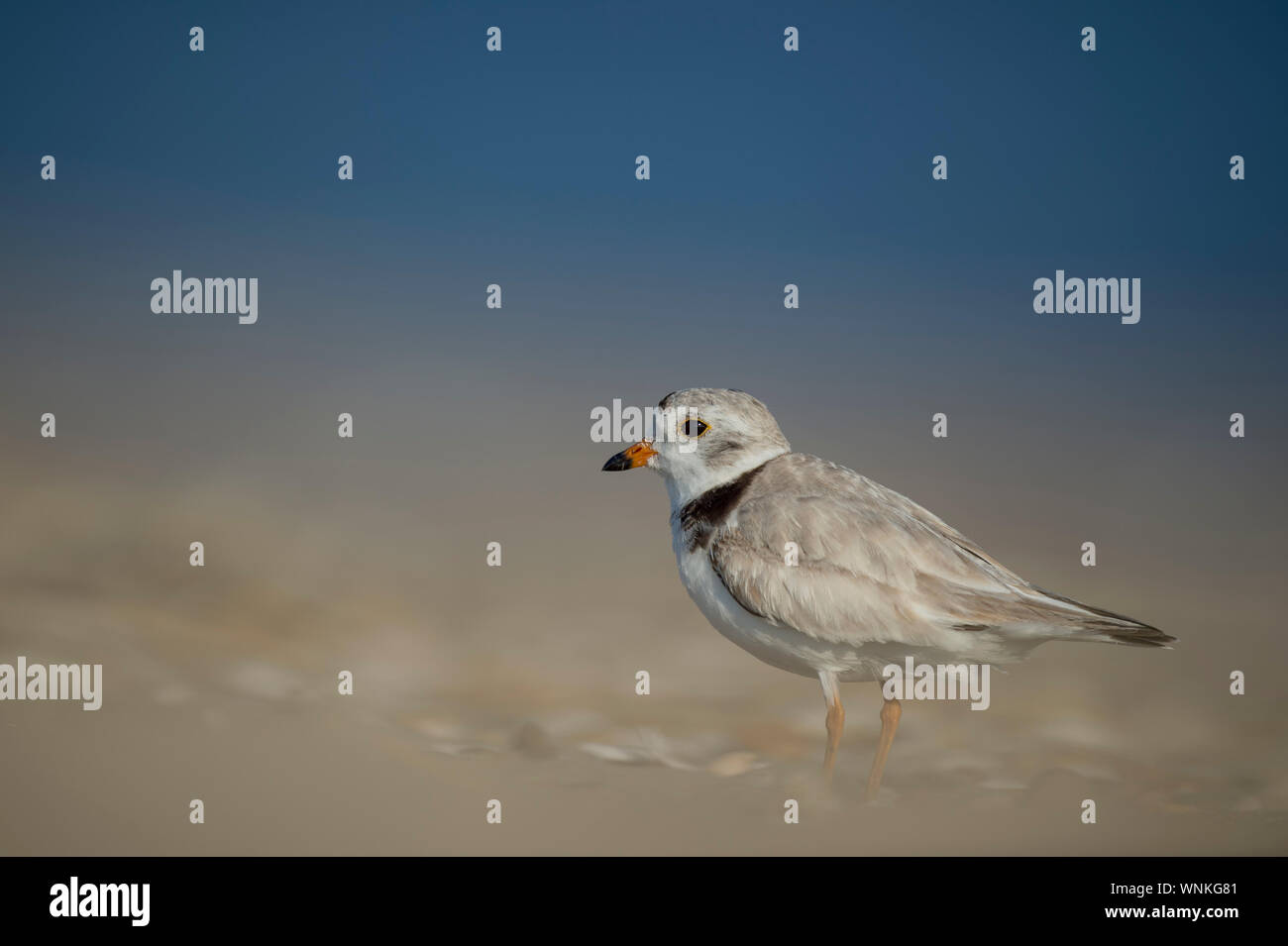 A Piping Plover stands on a sandy beach in the sunlight with a smooth ...