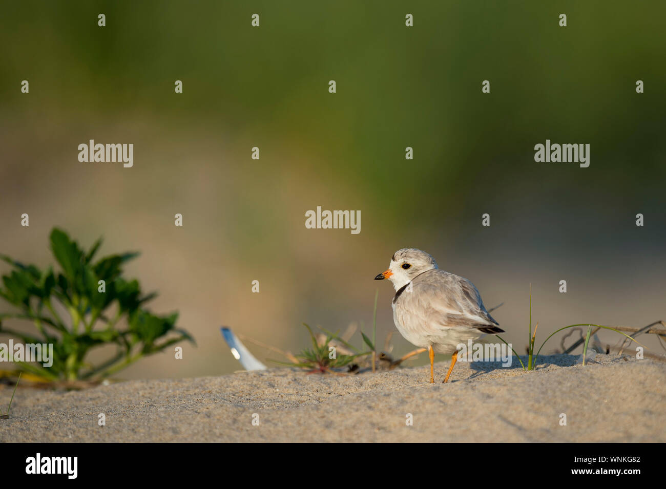 A Piping Plover stands on a sandy beach in the sunlight with a smooth ...
