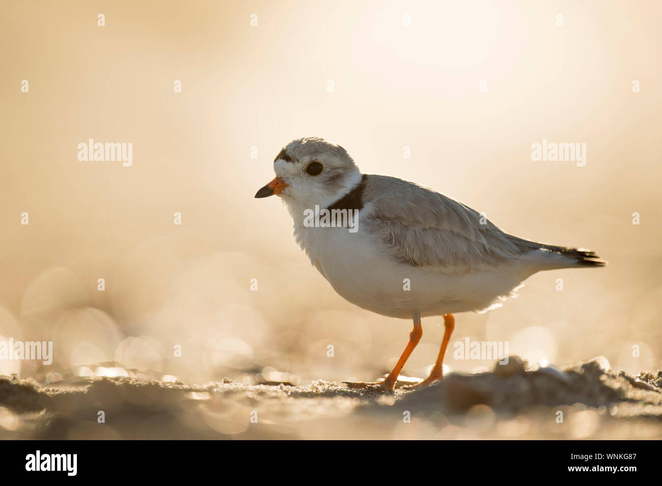 Adult Piping Plover stands on a sandy beach glowing in the backlight ...