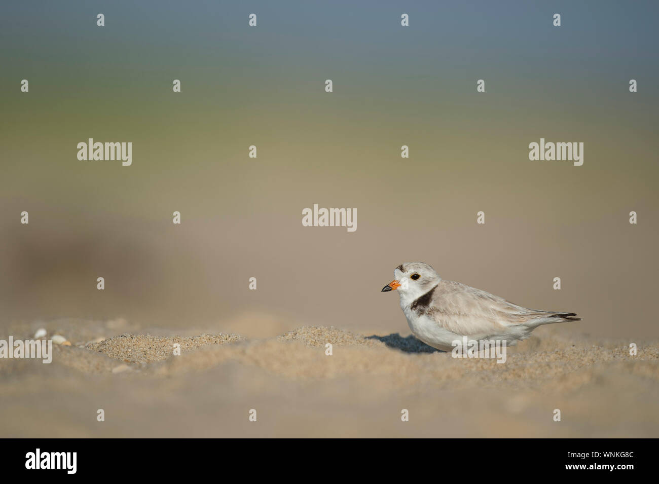 A Piping Plover stands on a sandy beach in the sunlight with a smooth ...