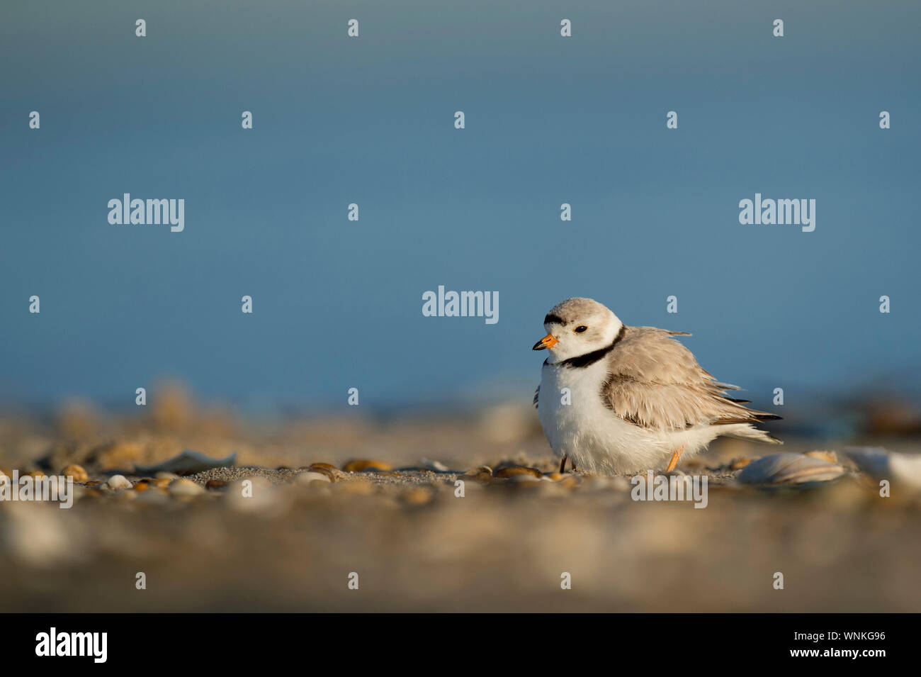 Adult Piping Plover stands on the beach with its feathers fluffed out ...