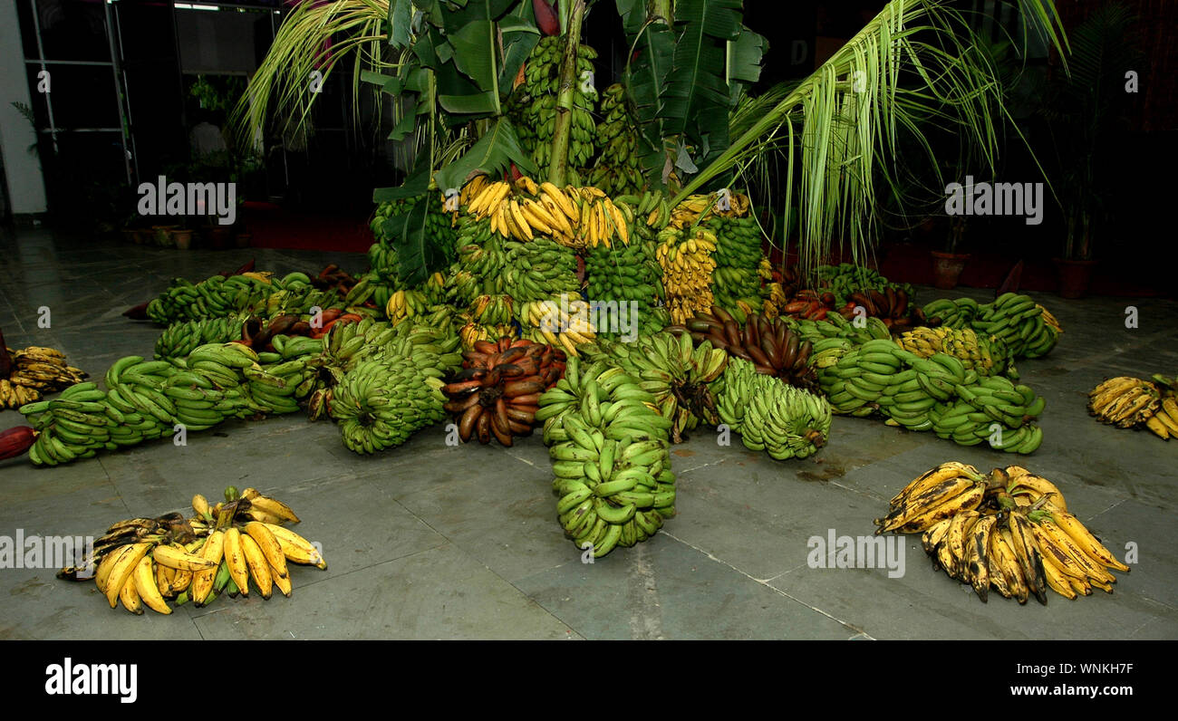A fruit which is widely available in India is Banana and its variants ...