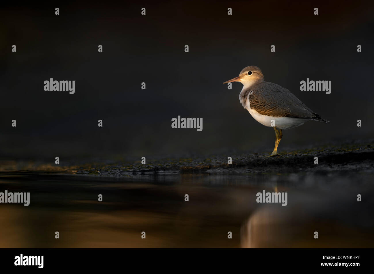 A Spotted Sandpiper with a spotlight of golden sun on its head with a ...