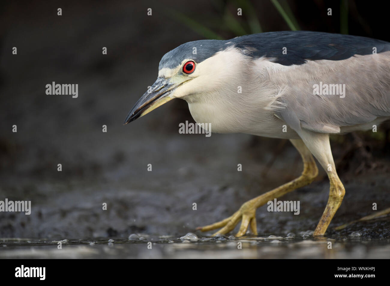 A Black-crowned Night Heron stalks the shallow water in search of food ...