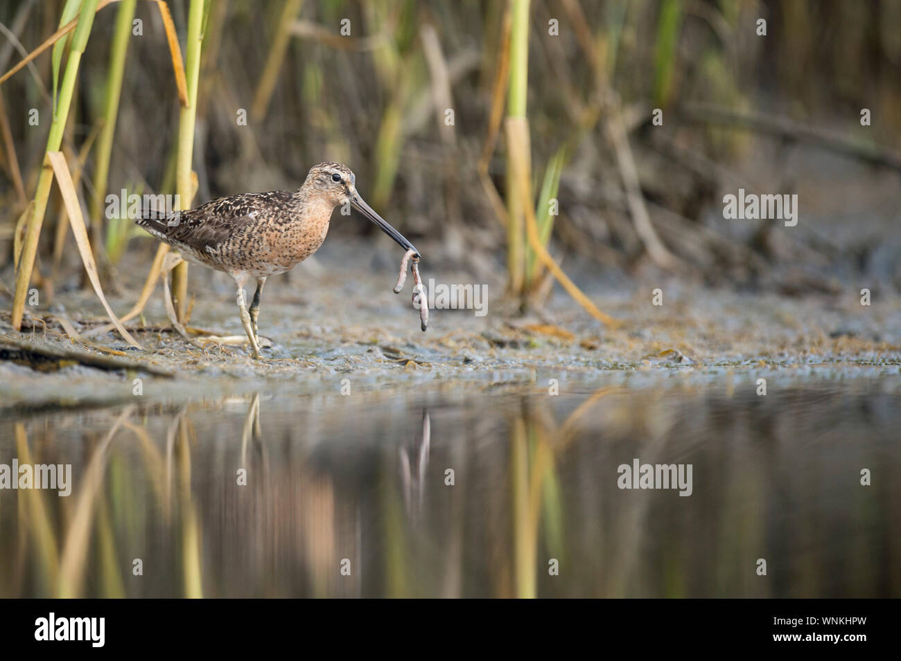 A Short-billed Dowitcher holds a large worm in its beak standing on the ...