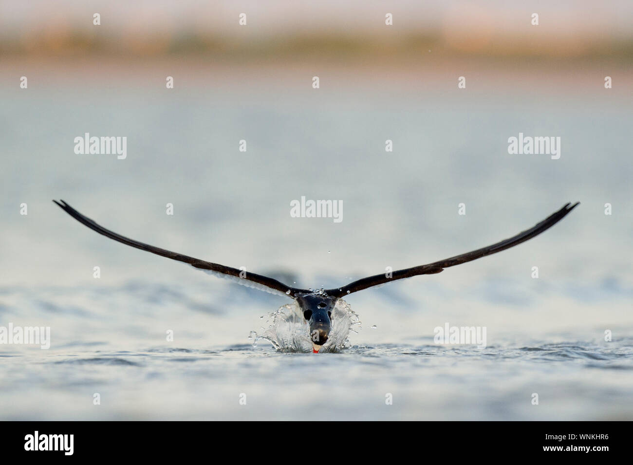 Dipping head hi-res stock photography and images - Alamy